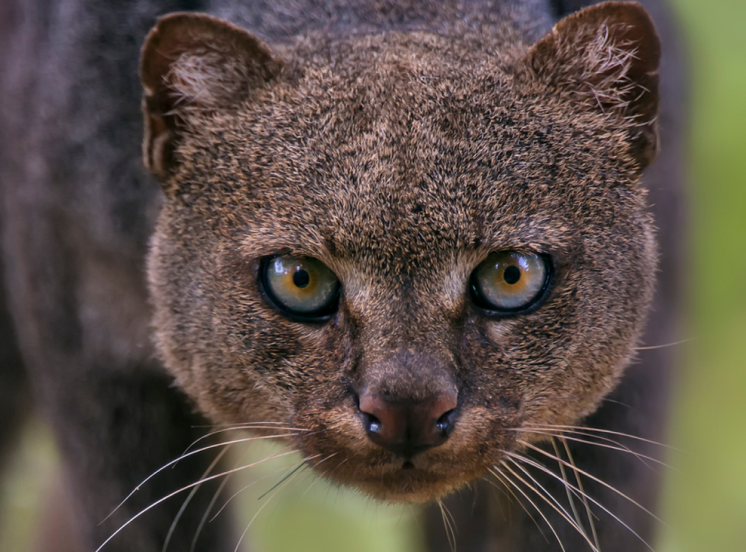 Jaguarundi - Texas Native Cats